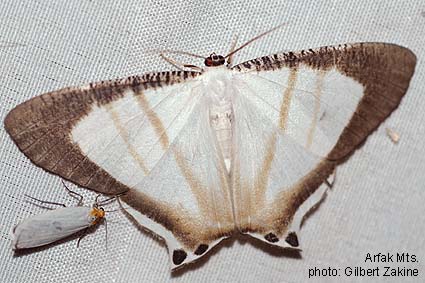 Papua Insects Foundation (Lepidoptera/Uraniidae/Uraniinae/Cyphura ...